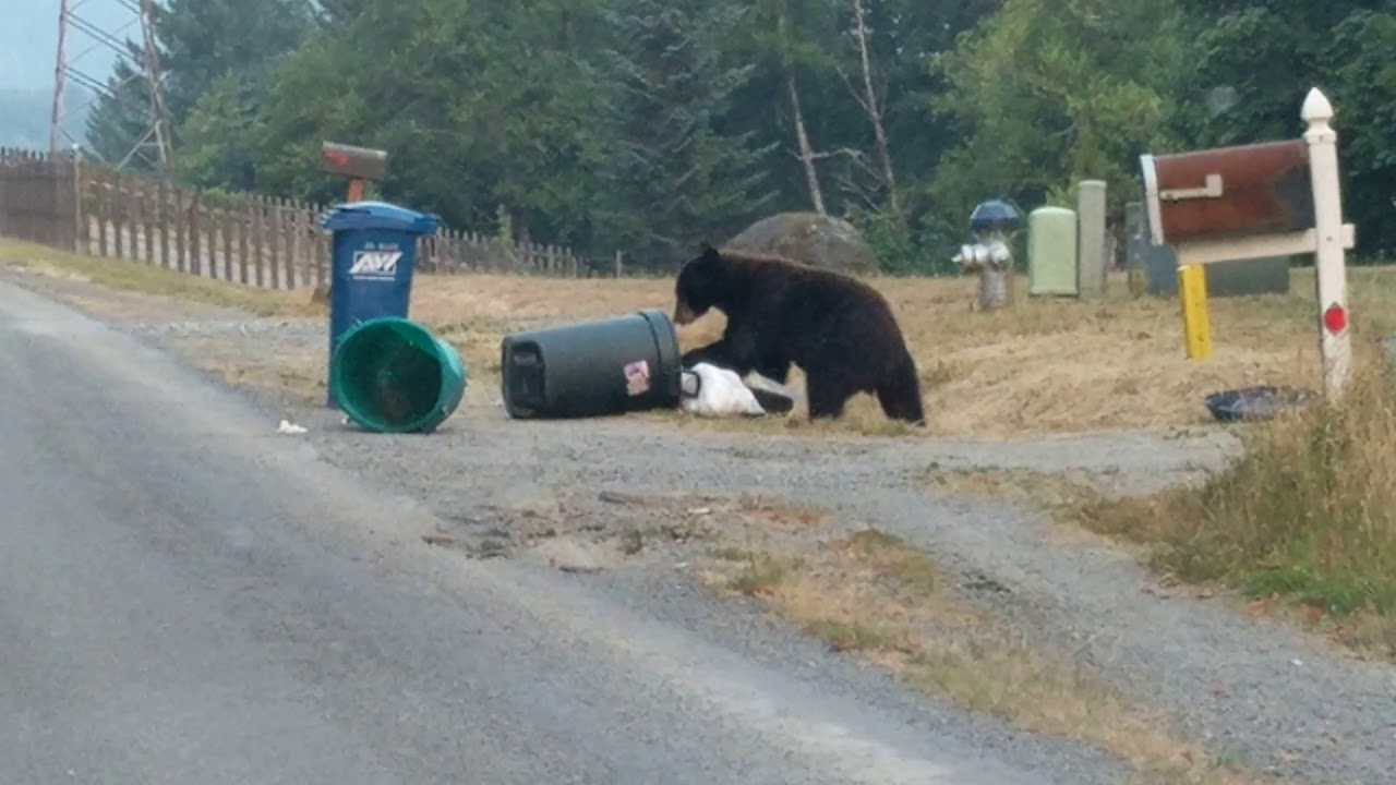 Irresponsible Garbage Disposal Habituates and Endangers Black Bears in ...