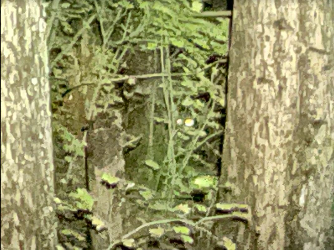 Aurora Chasing with North Bend Local Photographer Travis Wetherbee ...