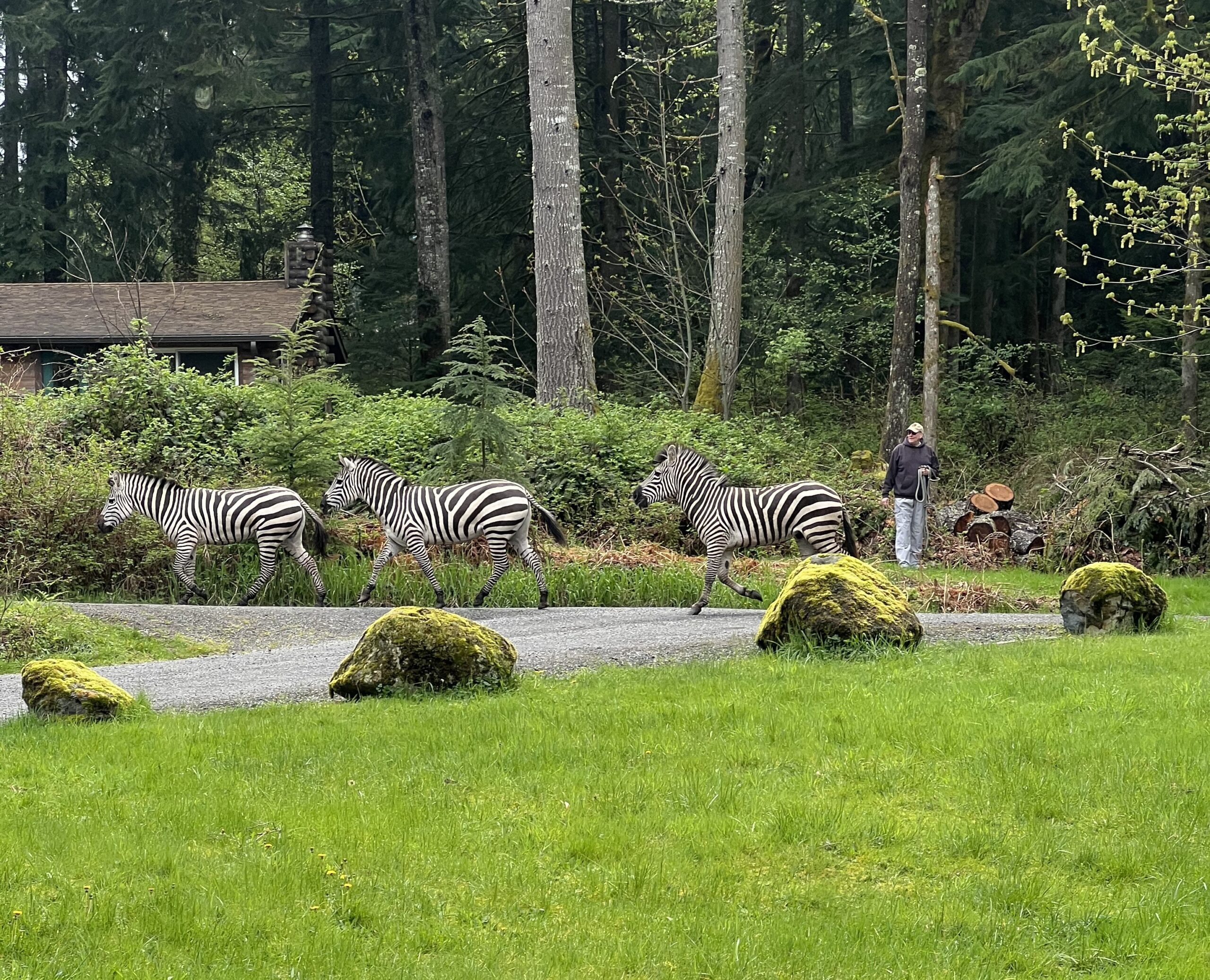 Last Escaped Zebra "Shug" Safely Captured After Week-long Adventure in ...