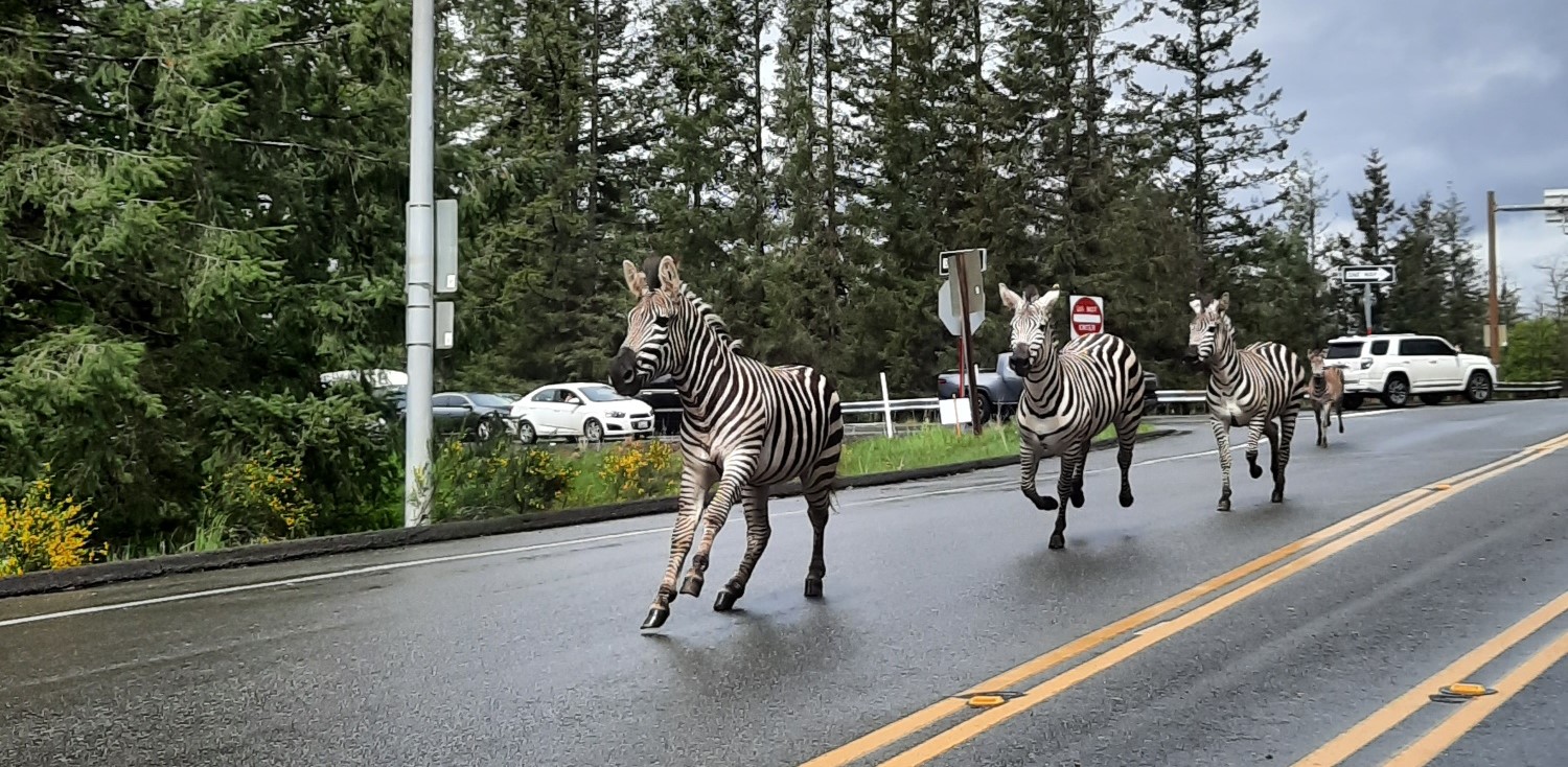 Stripe Alert! Zebras Turn a Quiet Day Wild in North Bend - Living ...